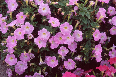 Petunia milliflora 'Fantasy Pink Morn' flowers image 3 of 3