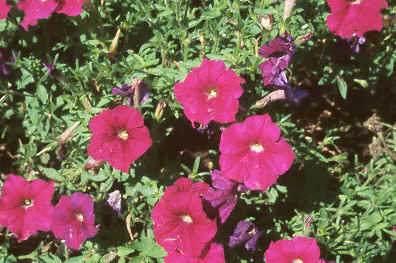 Petunia milliflora 'Fantasy Carmine' flowers image 1 of 2