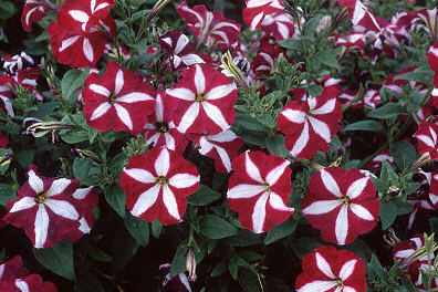 Petunia 'Primetime Burgundy Star' flowers 1 of 1