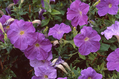 Petunia 'Primetime Light Blue' flowers image 1 of 1