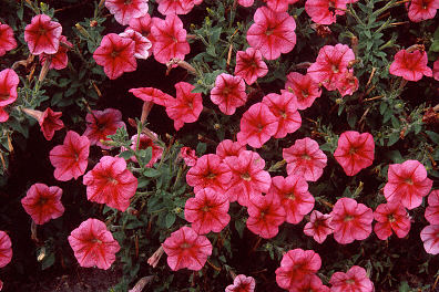 Petunia 'Primetime Red Vein' flowers image 1 of 1