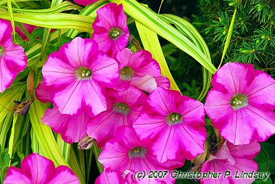 Petunia 'Supertunia Raspberry Blast' flowers image 1 of 1
