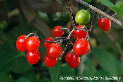 Solanum dulcamara fruit image 2 of 2
