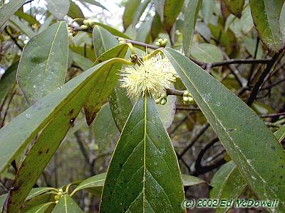 Symplocos tinctoria flowers image 1 of 1