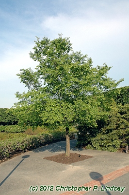 Ulmus 'Frontier' habit 1 of 1