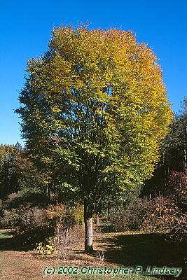 Zelkova serrata fall color 2 of 4