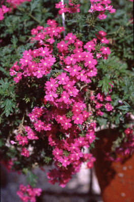 Verbena 'Babylon Lilac' flowers image 1 of 1