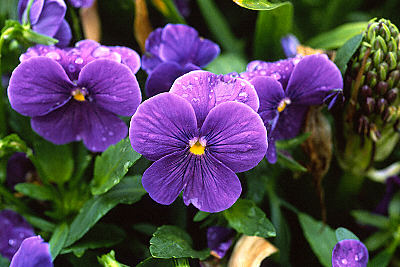 Viola x wittrockiana 'Crystal Bowl True Blue' flowers image 1 of 1